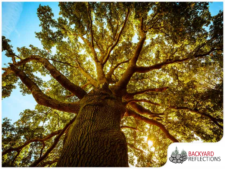 Identifying Common Minnesota Native Oaks
